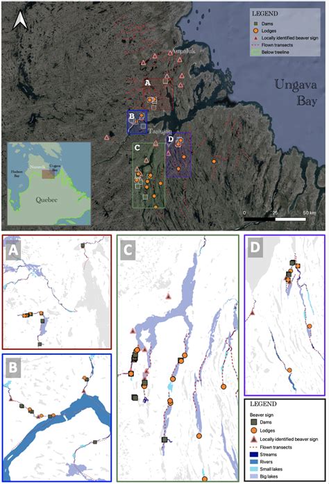 Locations Of Survey Transects Red Dashed Lines And Observed Beaver