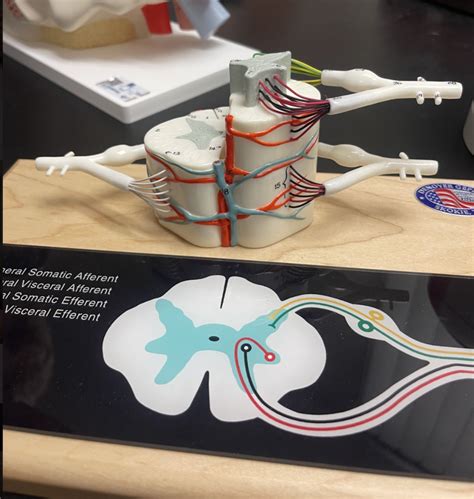 Lab Practical Spinal Cord Diagram Quizlet Lab Practical Spinal Cord Diagram Quizlet