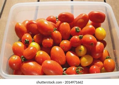 Petit Tomato Images Stock Photos Vectors Shutterstock