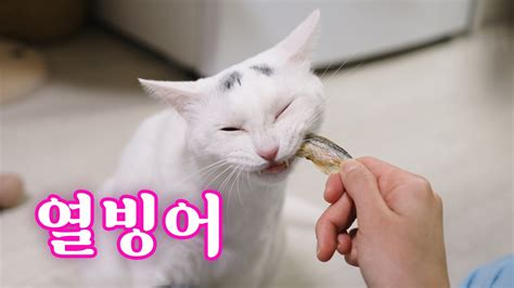 귀여운 고양이에게 생선 주기 고양이와 함께 살고 알게 된 점 Youtube