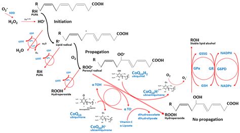 Physiological Roles Of CoQ10 In Humans Encyclopedia MDPI