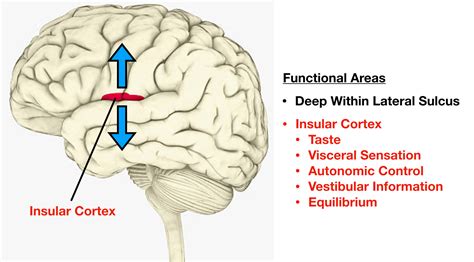 Insular Cortex Diagram Insular Cortex Diagram
