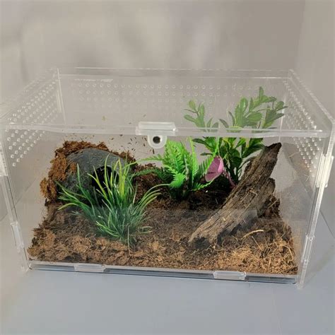 Arboreal Tarantula Enclosure