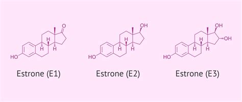Names Of The Different Types Of Estrogens