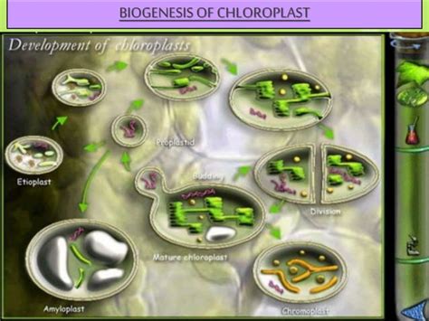 Chloroplast And Light Reaction Ppt