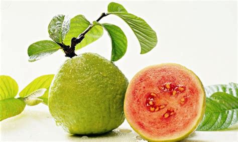Guava Tree Red Variety