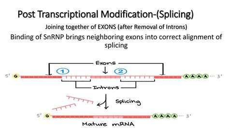 Post Transcriptional Modifications PPTX