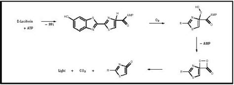 Bioluminescence Chemistry Encyclopedia Reaction Molecule Beetles Fireflies