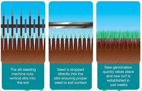 Slit Seeding Wv Green