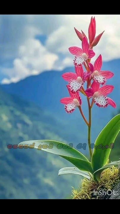 මෙ මල මොකක්ද කියල කව්ද දන්නේ 🌸 ️ Beautiful Flowers Shorts Photo Video🌸🌸
