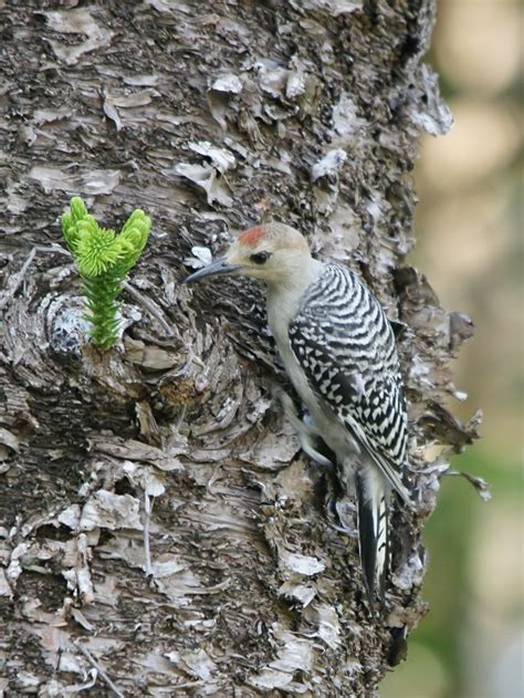 Red Bellied Woodpecker Male And Female