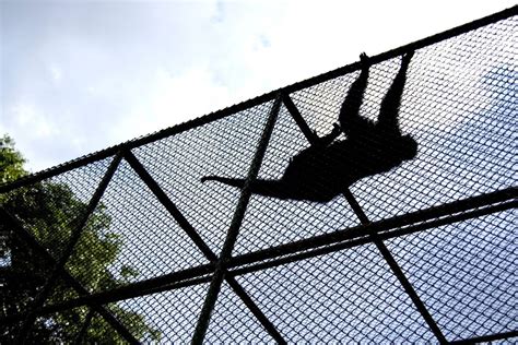 Se Escaparon 43 Monos De Un Laboratorio Médico En Estados Unidos La