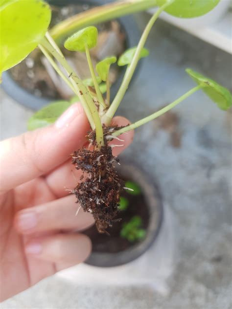 1 Week Progress Of My Pilea Propagation R Propagation