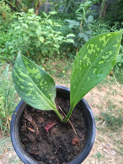 ตนพญาหงสาวดดาง ลายจด พรอมกระถาง 6 นว ตนไมมงคล ฟอกอากาศ ป มงกร ออนไลน ThaiPick