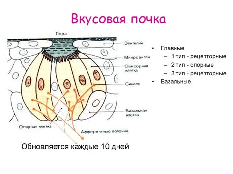 Обоняние и вкус презентация онлайн