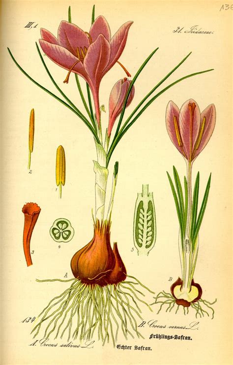 Crocus Sativus Systematics Etymology Habitat Cultivation