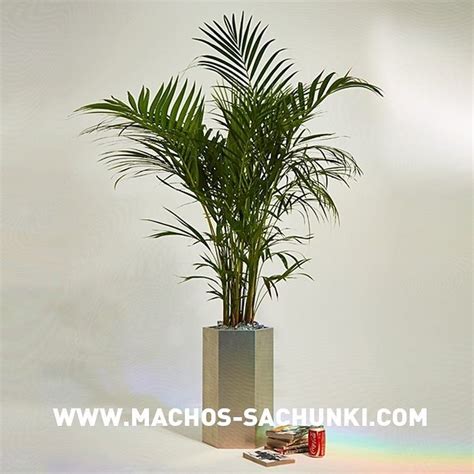 홈스타그램 거실스타그램 식물인테리어 플랜테리어 디자인플랜트 디자인식물 셀프인테리어 내집꾸미기 집꾸미기 하우스그램 집스타그램 신혼집꾸미기 신혼집 신혼