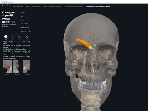 Muscles Corrugator Supercilii Anatomy And Physiology