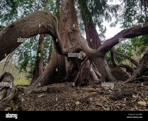Tree Roots Extended Outward And Digging Into Ground Stock Photo Alamy