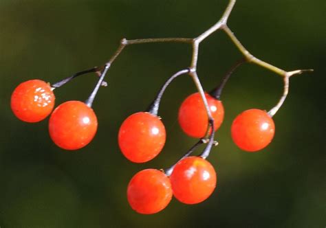 秋には真っ赤な実が生ります 物臭狸の草木見聞録