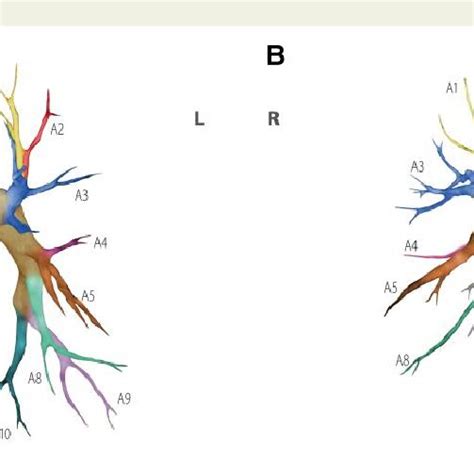 Anatomical Classification Of The Pulmonary Vascular Tree And Segment