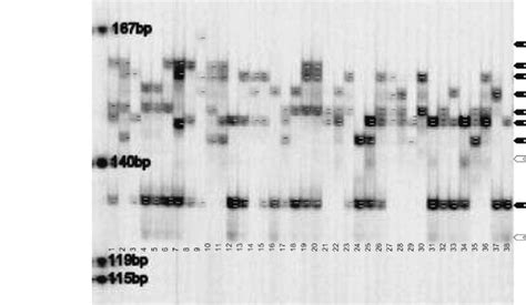 Example Of SSR Variation At MAA660456 Locus On 38 Individuals In This Download Scientific