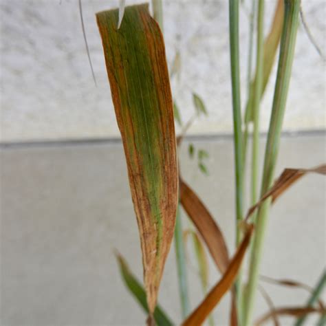 Barley Yellow Dwarf Virus Confirmed Manitoba Co Operator