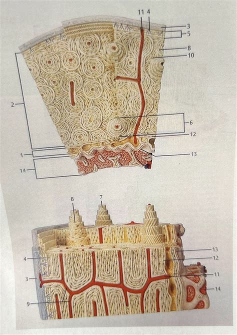 Muscles Diagram Quizlet