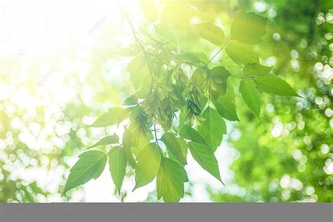 綠葉背景季節春天圖桌布圖片免費下載 Pngtree