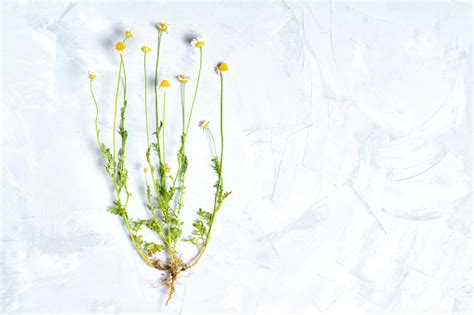 회색에 고립 된 뿌리가있는 카모밀 꽃 클러스터 0명에 대한 스톡 사진 및 기타 이미지 0명 개체 그룹 개화기 Istock