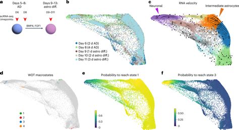 Analysis Of Subsets Of Early Mouse Astrocyte Differentiation A Download Scientific Diagram
