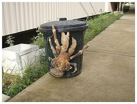 Giant Coconut Crab Virily