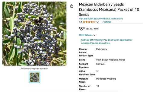 Plant Faqs Sambucus Mexicana