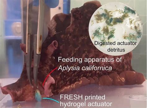 Researchers 3d Print Seaweed Based Biodegradable Actuators Am Chronicle