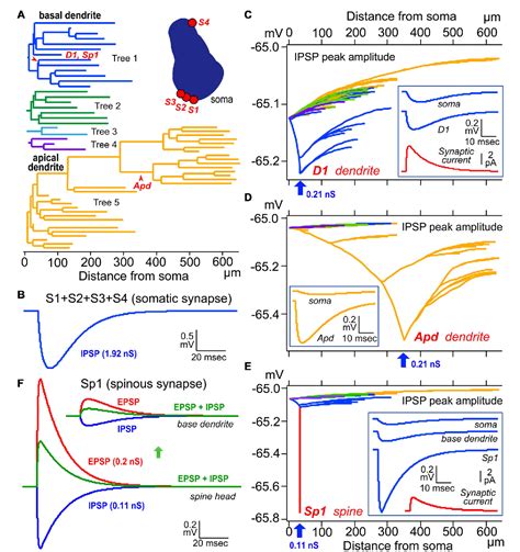 Figure 1 From The Diversity Of Cortical Inhibitory Synapses Semantic Scholar