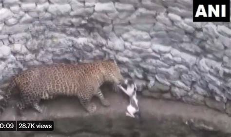 Viral Video बलल क ऐस अद पर तदए क पहल आय गसस फर उमड ऐस पयर दख य मसत