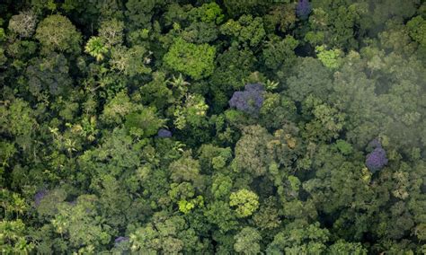 5 Ways To Stop Deforestation In Our Food Wwf