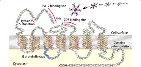 The Structure Of Membrane Integrated Ccr5 The Elements Important In Download Scientific