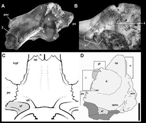 A B Holotype Specimen Of Sauroniops Pachytholus Gen Et Sp Nov Mpm