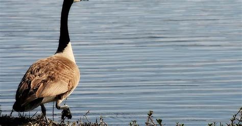 Goose Imgur