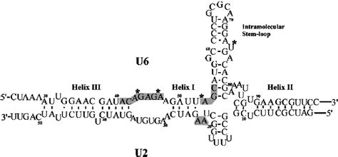 The Proposed Base Pairing Interactions Between The Central Domains Of Download Scientific