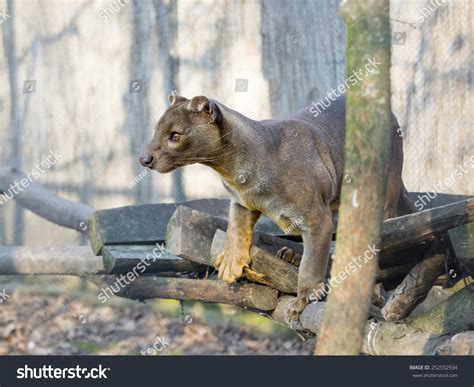 Fossa Cryptoprocta Ferox Forest Enclosure Stock Photo 252552934 Shutterstock