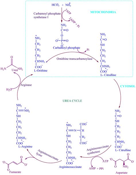 Urea Cycle Definition Reactions And Steps