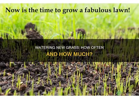 Watering New Grass How Often And How Much Shuncy