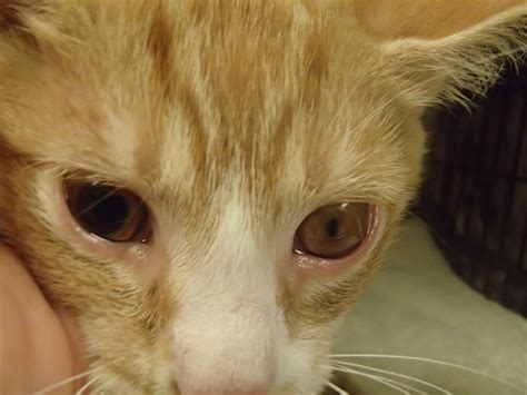 A Young Cat With Anisocoria This Was A Temporary