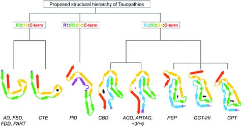 Proposed Classification Of Tauopathies Based On The Structural Download Scientific Diagram