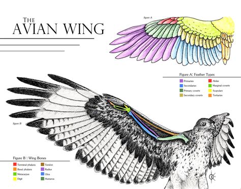 Avian Wing Anatomy By Atethirteen On Deviantart