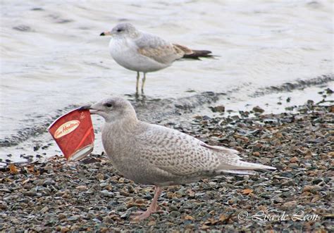 Glaucous Gull Various Bird Species