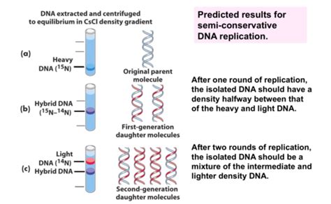 chapter 12 dna replication flashcards quizlet