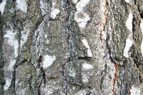 블랙과 화이트 스트라이프와 금이 천연 자작 나무 질감 복사할 수 있는 공간이 있는 자작나무 트렁크 0명에 대한 스톡 사진 및 기타 이미지 Istock